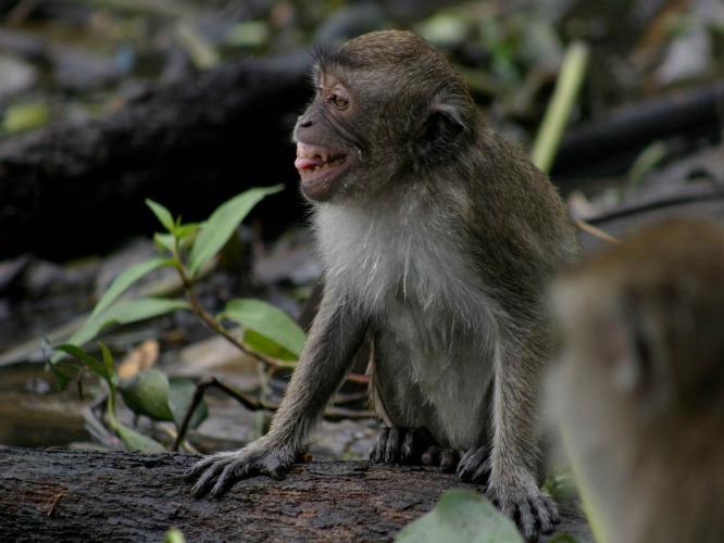 Behaviour | Macaques